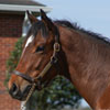 McPeek Racing & Bloodstock -- Magdalena Partnerships -- Magdalena Farm